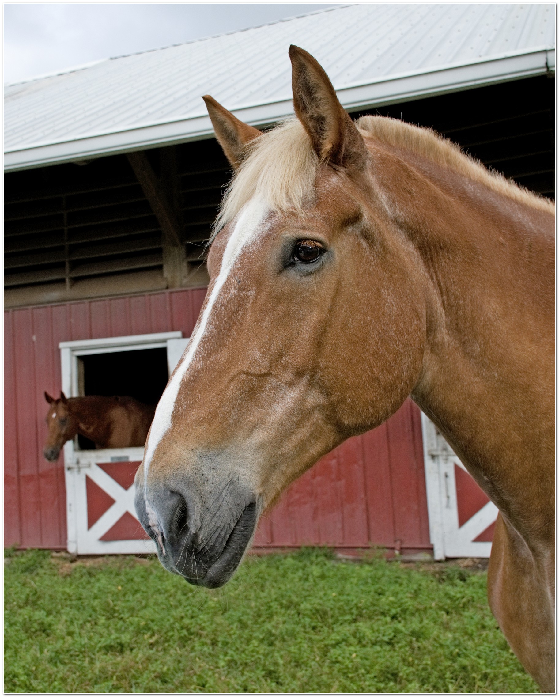 Our Herd Members - Equine-Assisted Therapies of South Florida